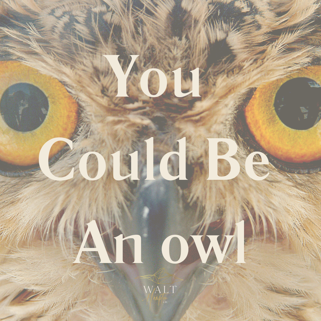 You Could Be An owl - Summit Success